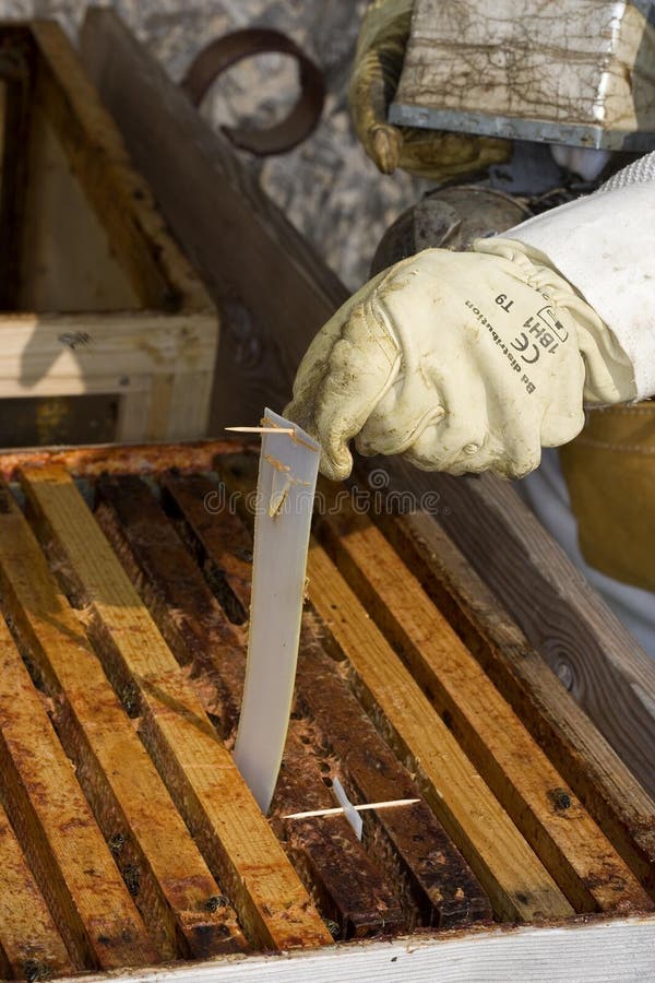 Honey Bee, Apis Mellifera, Man Working on Bee Hive in Normandy Stock ...