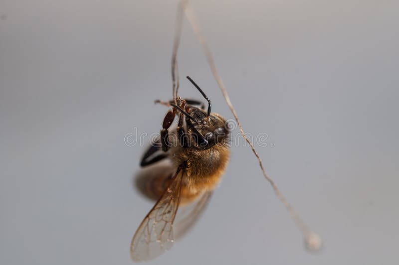 Honey Bee Dancing on a String of Dry Grass Stock Photo - Image of ...