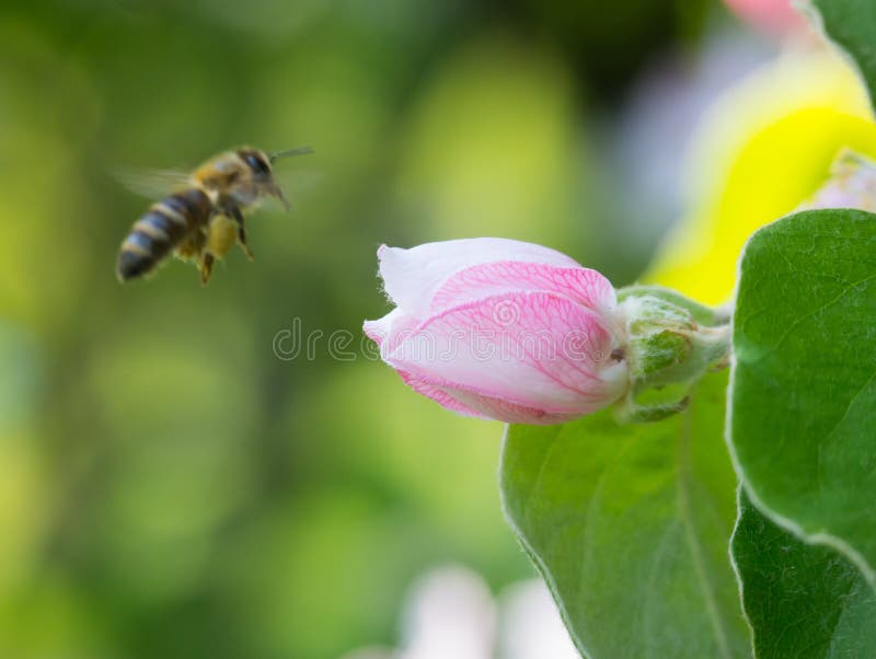 Honey Bee on the Apple Tree Flowers Blossom Closeup Stock Image - Image ...
