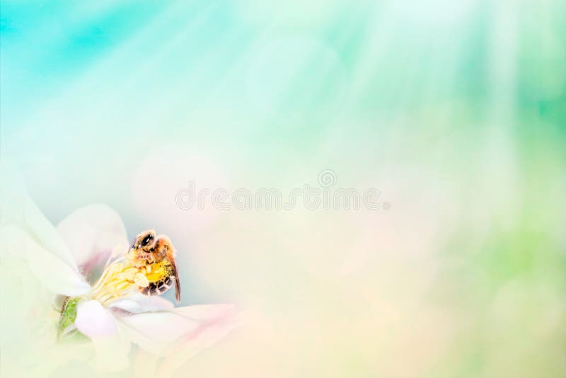 Honey Bee on Beautiful Flowers on Abstract Light Spring Background ...