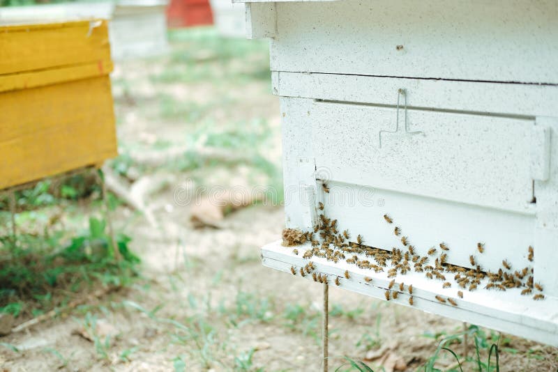 Honey Bee Beehive. Bees House Stock Photo - Image of natural, farm ...