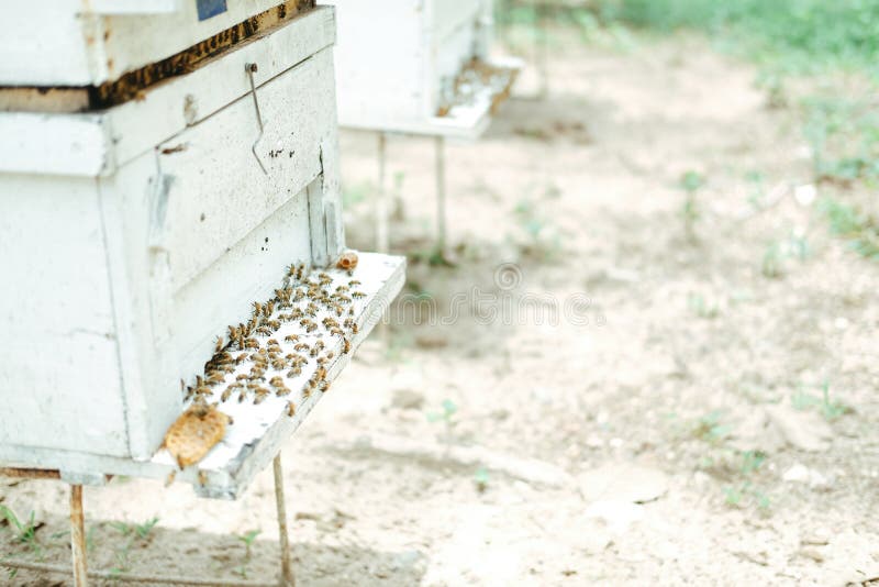 Honey Bee Beehive. Bees House Stock Photo - Image of environment, hive ...