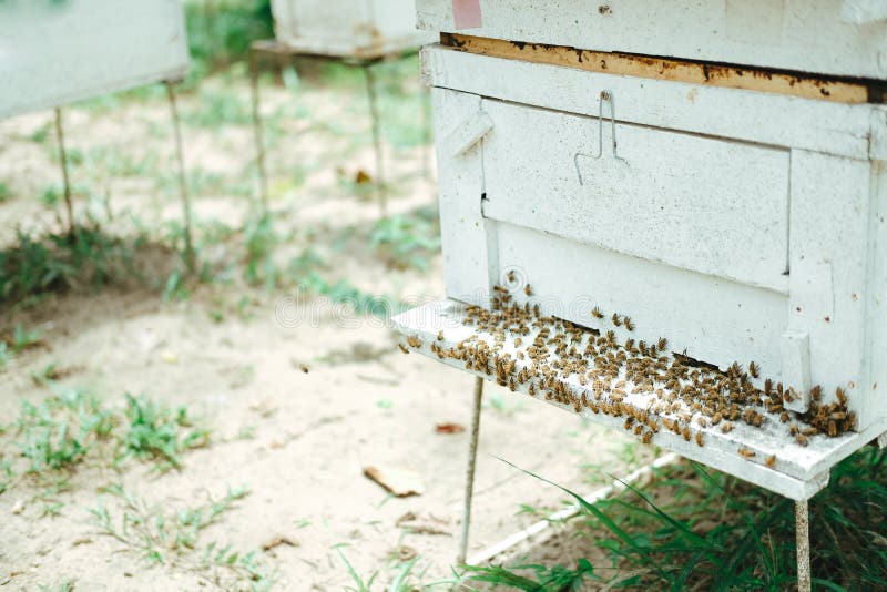 Honey Bee Beehive. Bees House Stock Image - Image of beehive, insect ...