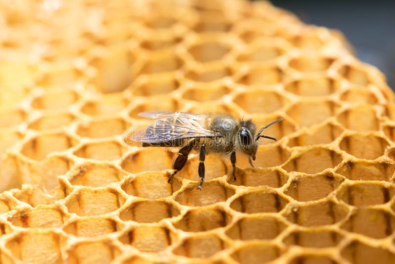 Honey Bee and Beehive in Thailand. Stock Photo - Image of hymenoptera ...