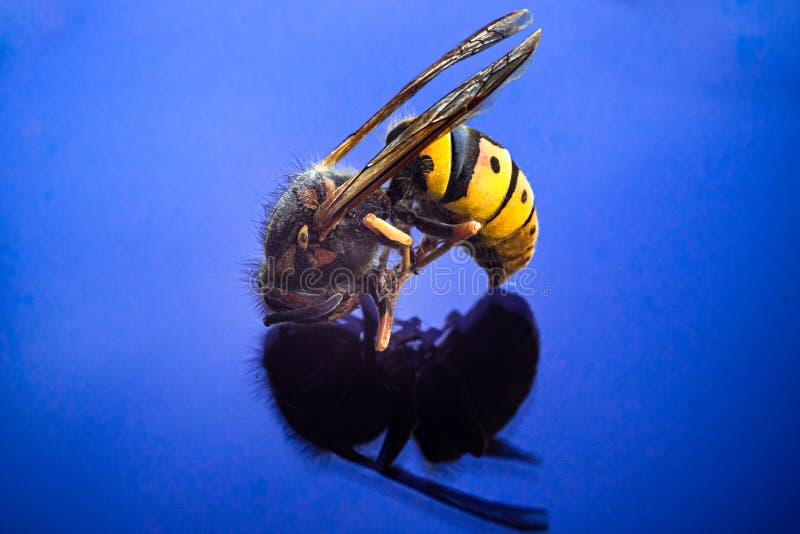 Honey Bee with Reflection in the Mirror Stock Photo - Image of ...