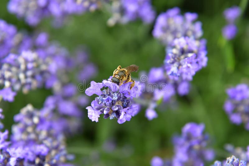 Nature, Insects, Honey Bee stock photo. Image of insect - 191069998