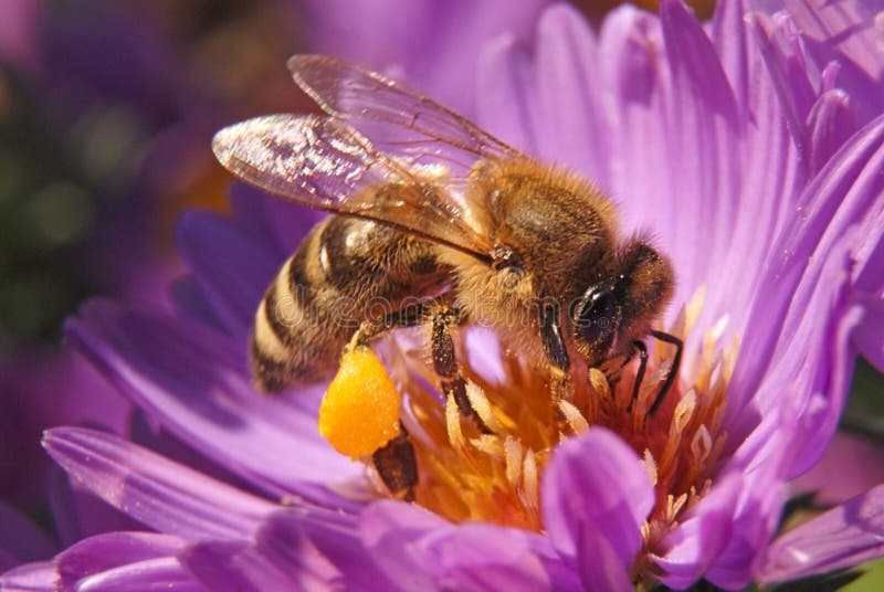 Honey bee stock image. Image of small, color, petals - 17013117