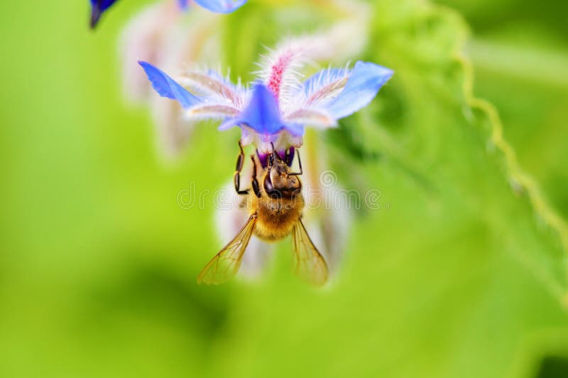 A Honey Bee and Borage Flower. Stock Photo - Image of insect ...