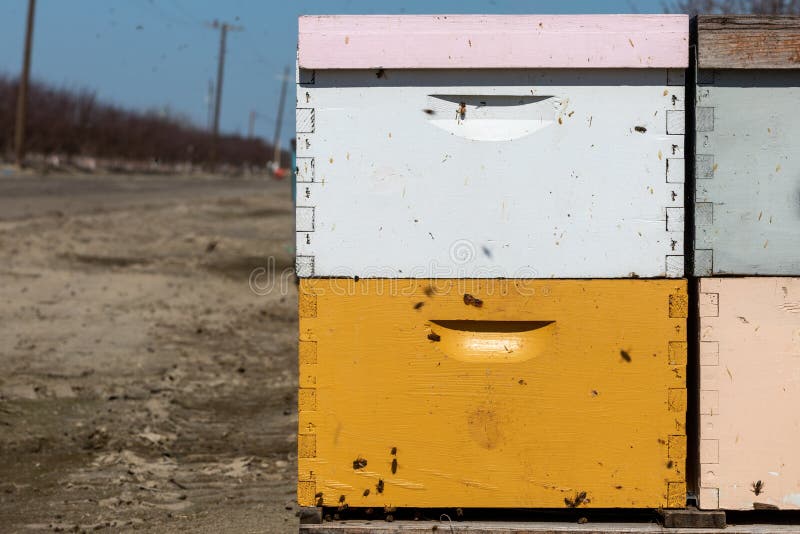 Honey Bee Boxes stock photo. Image of hive, boxes, insect - 271708788