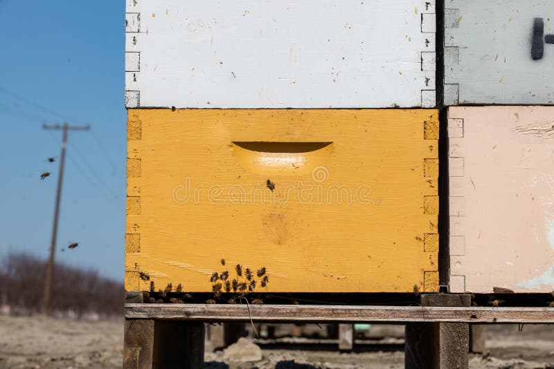 Honey Bee Boxes stock photo. Image of pollen, insect - 271708790