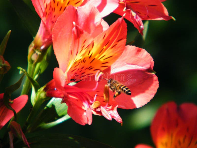 Honey Bee on a Bright Colored Red Flower Stock Photo - Image of grains ...