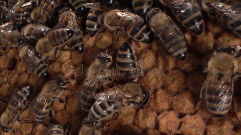 Honey Bee Brood Cells. Honeybee Life Cycle: Egg, Larva, Pupa, Adult ... Honey Bee Brood Cells. Honeybee Life Cycle: Egg, Larva, Pupa, Adult ...