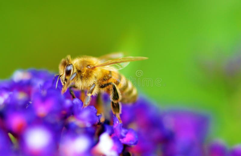 Honey Bee on a Buddleia Flower. Stock Photo - Image of pollen, plant ...