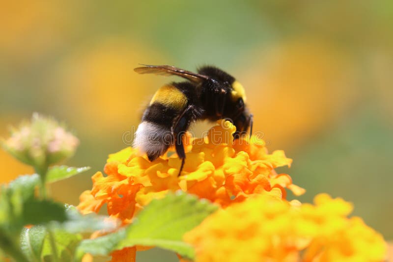 Honey Bee, Bumblebee, Bee, Insect Picture. Image: 100576302