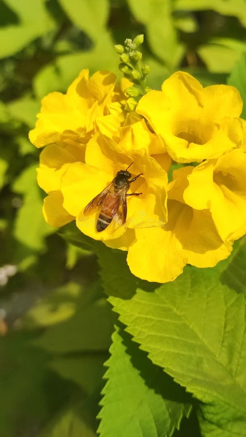 Honey Bee on a Bunch of Yellow Flowers Stock Image - Image of flowers ...