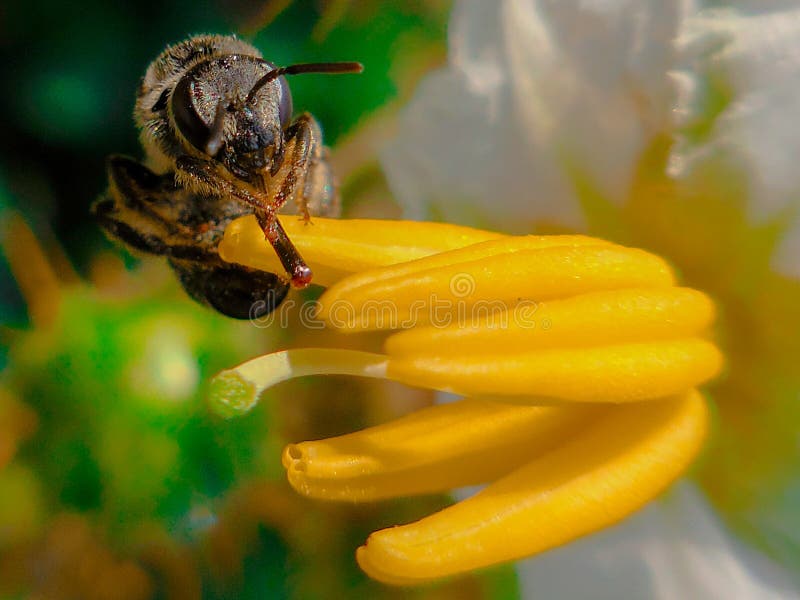 A Bee is Busy Collecting Nectar Stock Photo - Image of nectar, busy ...