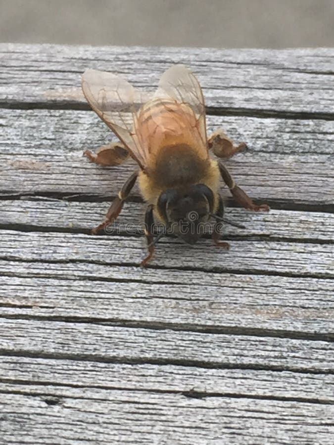 Honeybee stock photo. Image of chillin, honeybee, honey - 160466166