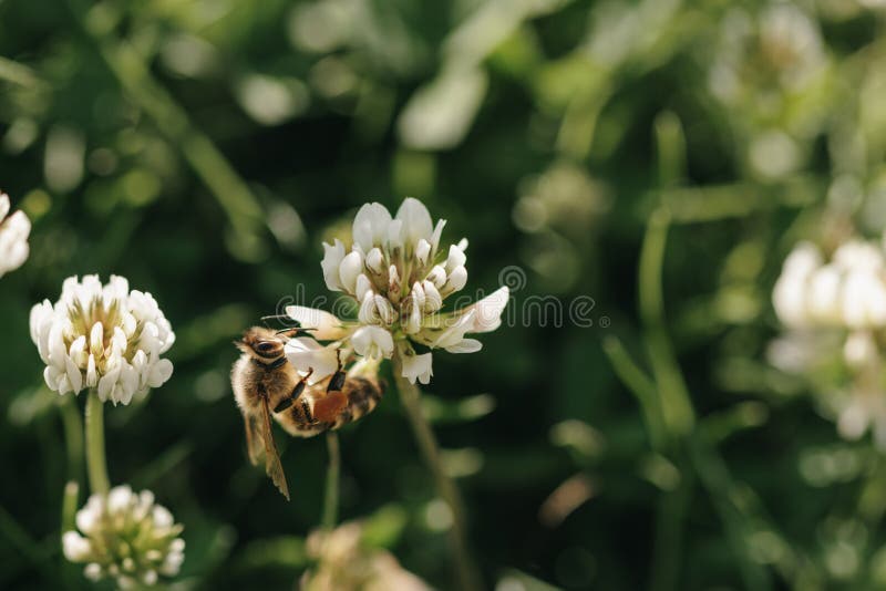 Honey Bee Collecting Nectar on Clover Blossom. Pollination Stock Image ...