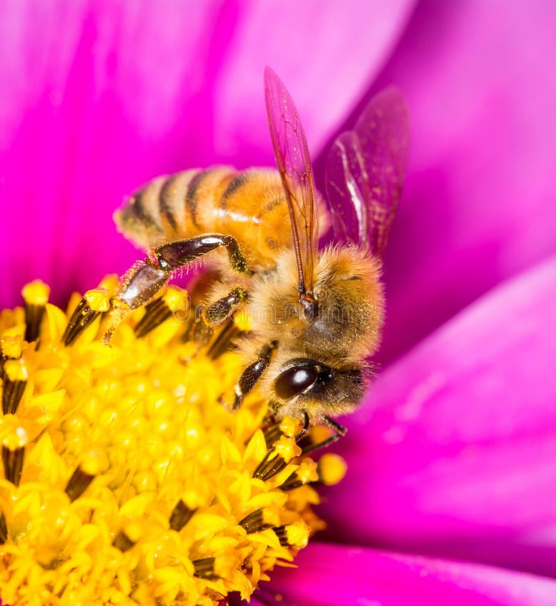 Honey Bee Collecting Nectar from Flower Stock Photo - Image of spring ...