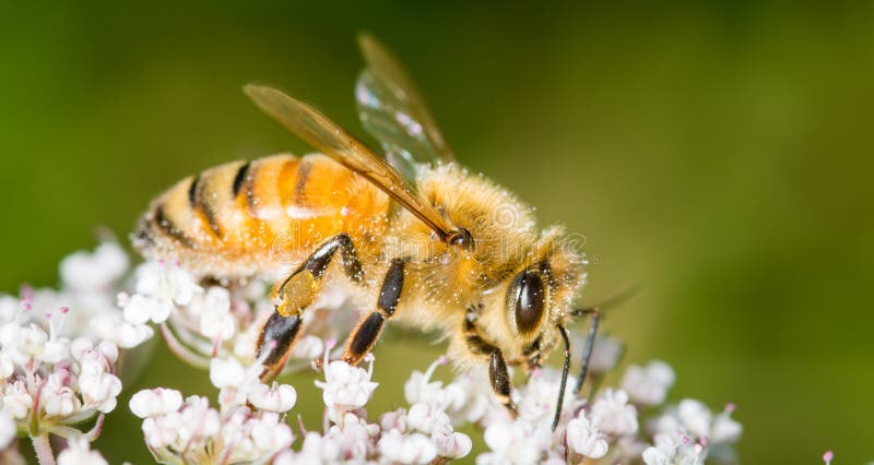 Honey Bee Collecting Nectar Stock Image - Image of pollen, macro: 345036973