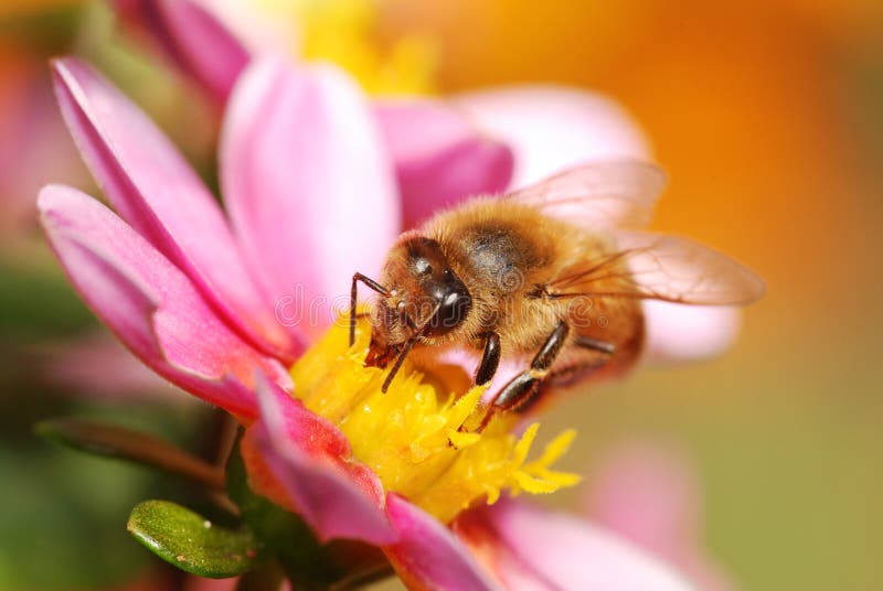 A Honey Bee Collecting Nectar Stock Photo - Image of nature, pollen ...