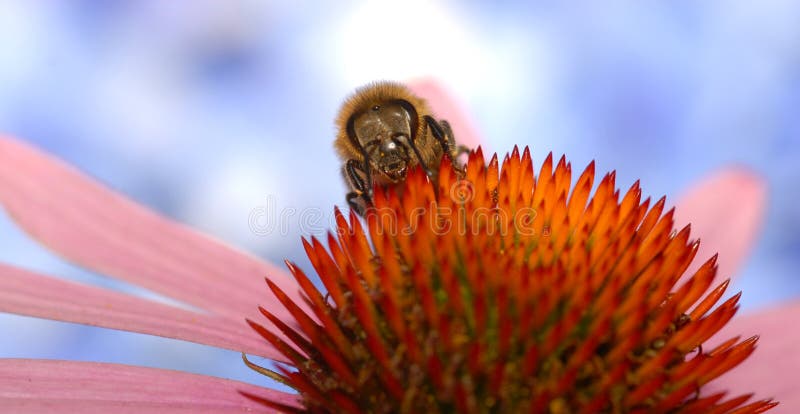 A Honey Bee Collecting Nectar from Flower Stock Image - Image of honey ...