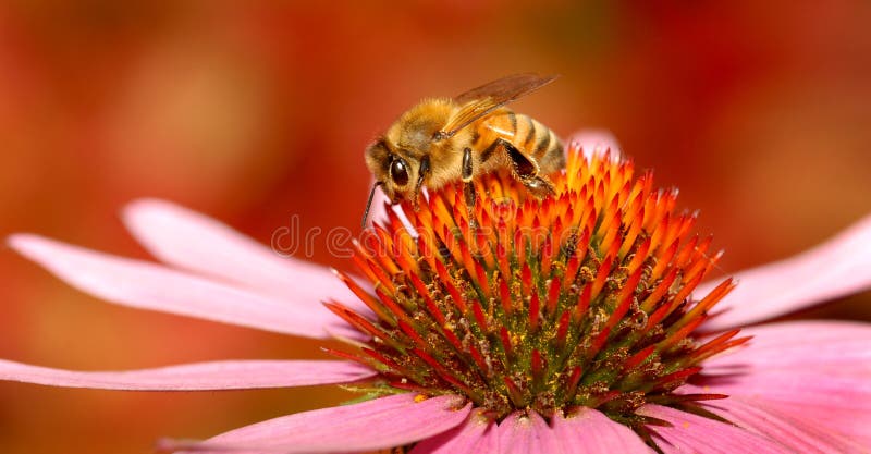 A Honey Bee Collecting Nectar from Flower Stock Photo - Image of pollen ...