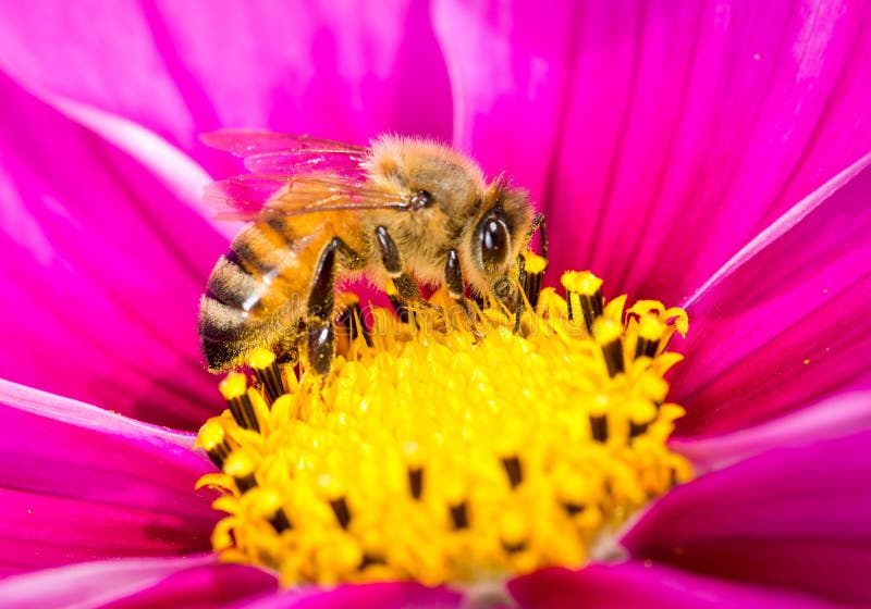 Honey Bee Collecting Nectar Stock Photo - Image of nature, summer ...