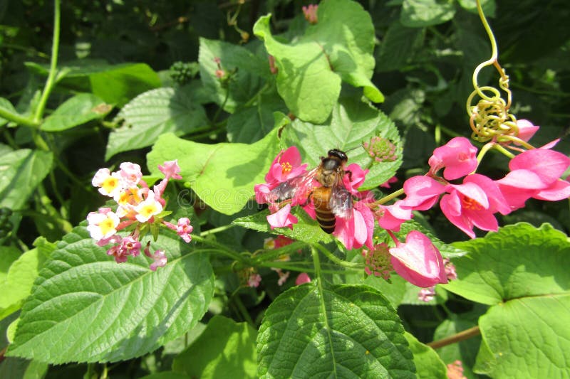 Pich Flowers Stock Photos - Free & Royalty-Free Stock Photos from ...