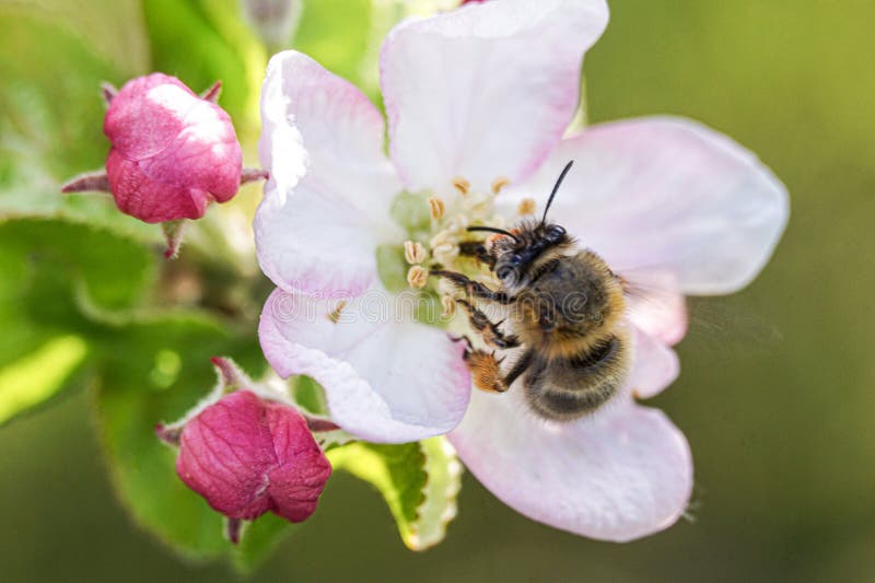 Honey Bee Collecting Bee Pollen from Apple Blossom. Bee Collecting ...