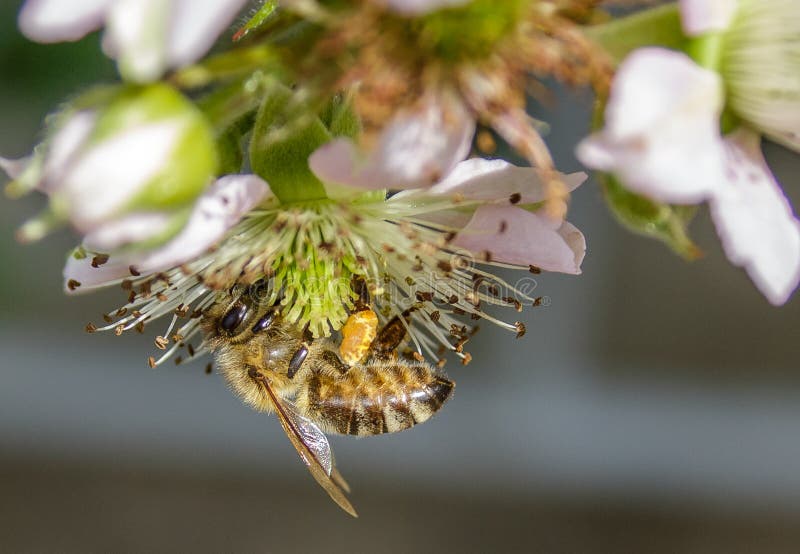 Honey Bee Collecting Pollen from Flower, Macro Photo Stock Image ... Honey Bee Collecting Pollen from Flower, Macro Photo Stock Image ...