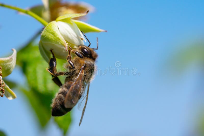 Honey Bee Collecting Pollen from Flowers. Stock Photo - Image of ...