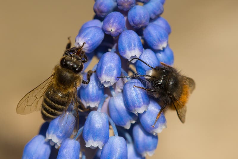 Honey Bee Collecting Pollen from Flowers Stock Image - Image of detail ...