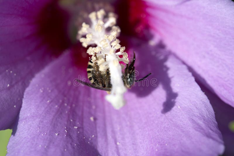 A Honey Bee Collecting Pollen. Macro of Honey Bee Apis Feeding on ...