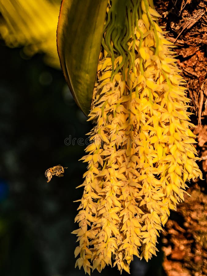 A honey bee in flight stock photo. Image of pollen, collecting - 134099064 A honey bee in flight stock photo. Image of pollen, collecting - 134099064