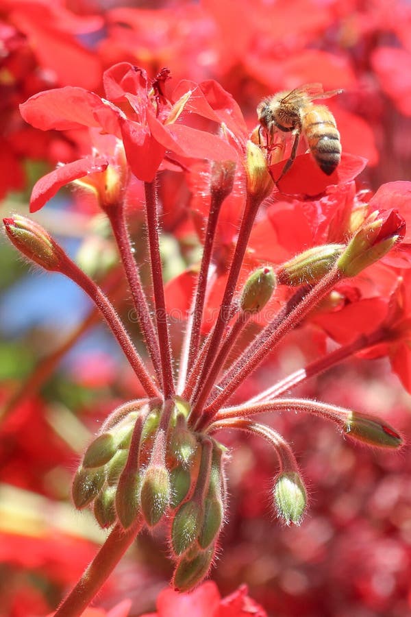 A Honey Bee Collecting Pollen from a Red Geranium Flower Stock Image ...