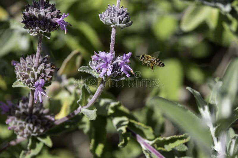 A Honey Bee Collecting Pollen from a Wild Flower Stock Image - Image of ...