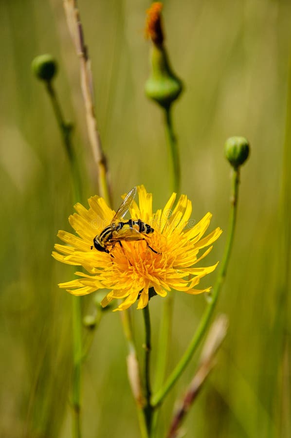 Honey Bee Collecting Pollen on Yellow Flower Stock Photo - Image of ... Honey Bee Collecting Pollen on Yellow Flower Stock Photo - Image of ...