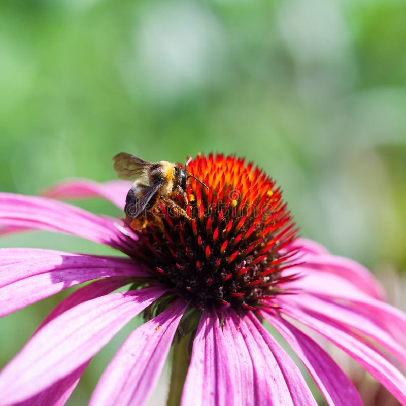 Honey Bee Collects Flower Nectar Stock Photo - Image of beautiful ...