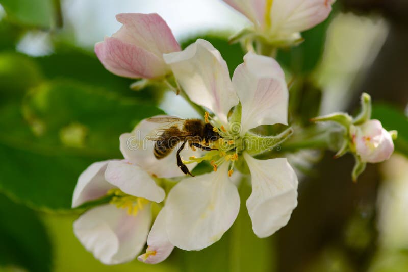 Honey Bee Collects Nectar on the Flowers Apple Trees Stock Image ...