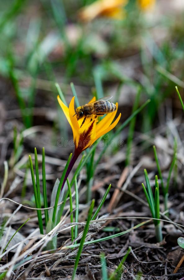 Honey Bee Collects Nectar and Pollen on a Yellow Crocus in Early Spring ...