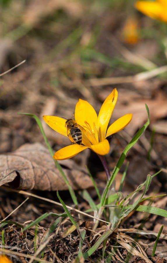 Honey Bee Collects Nectar and Pollen on a Yellow Crocus in Early Spring ...