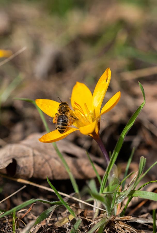 Honey Bee Collects Nectar and Pollen on a Yellow Crocus in Early Spring ...