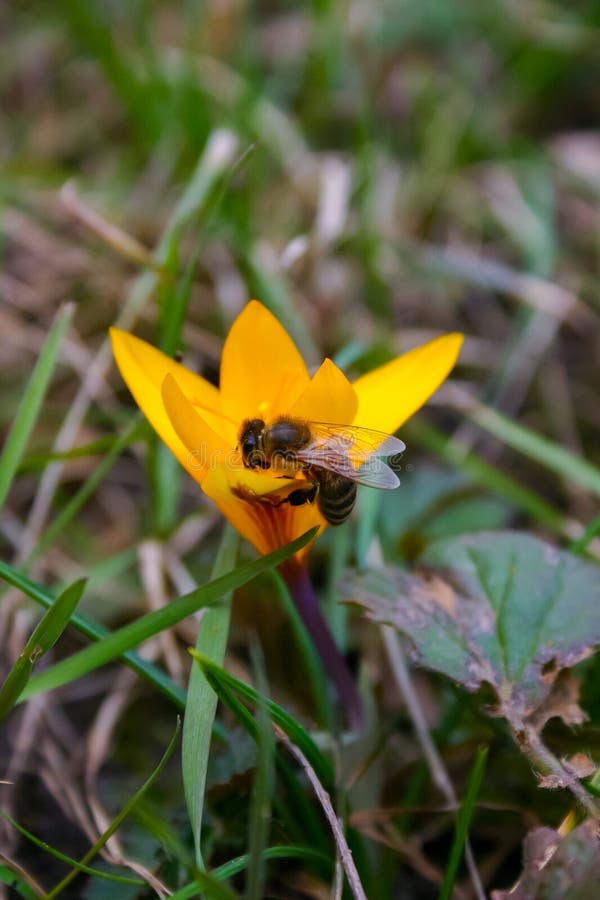 Honey Bee Collects Nectar and Pollen on a Yellow Crocus in Early Spring ...