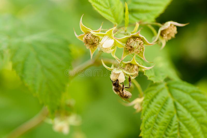 Honey Bee Collects Pollen from Raspberry Stock Image - Image of outdoor ...