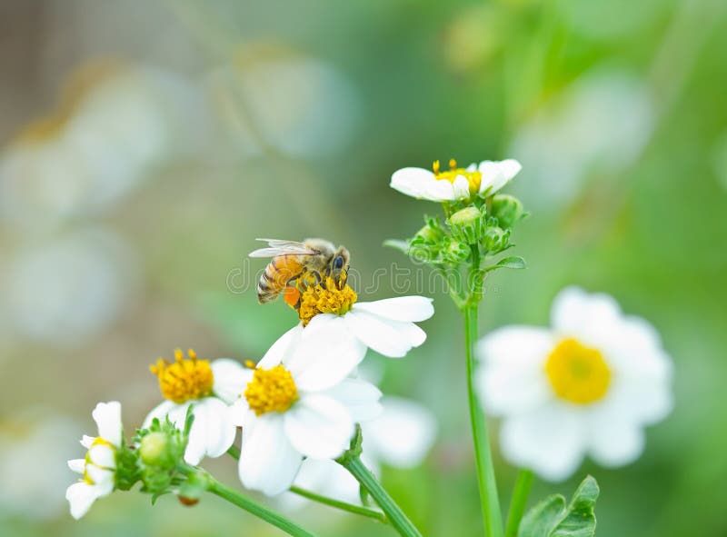 Honey Bee Collecting Nectar from Dandelion Flower. Stock Image - Image ...