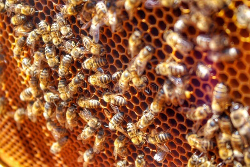 Honey Bee in Bee Colony stock photo. Image of animal - 149732822