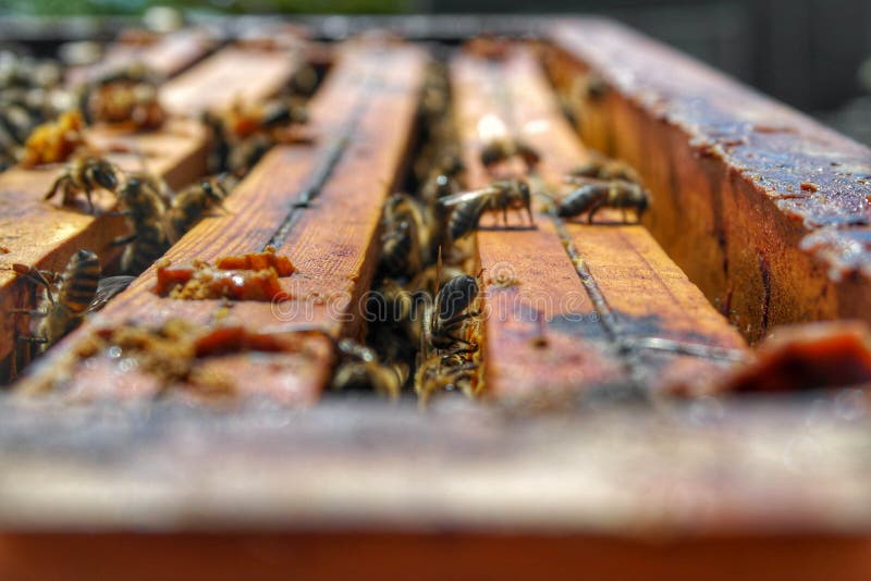 Honey Bee in Bee Colony stock photo. Image of wildlife - 149732880