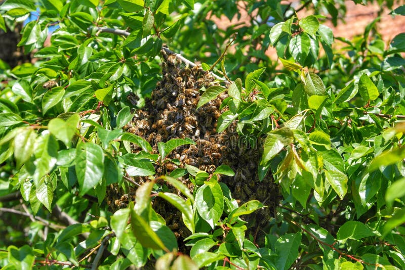 Honey Bee in Bee Colony stock photo. Image of hive, apiarist - 149732892