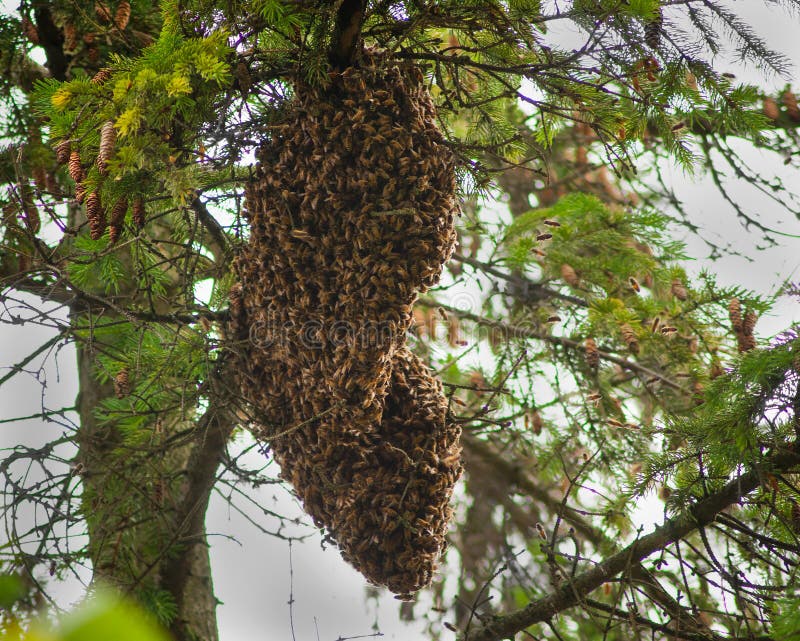 Honey Bee Colony stock image. Image of jackets, home - 34195427